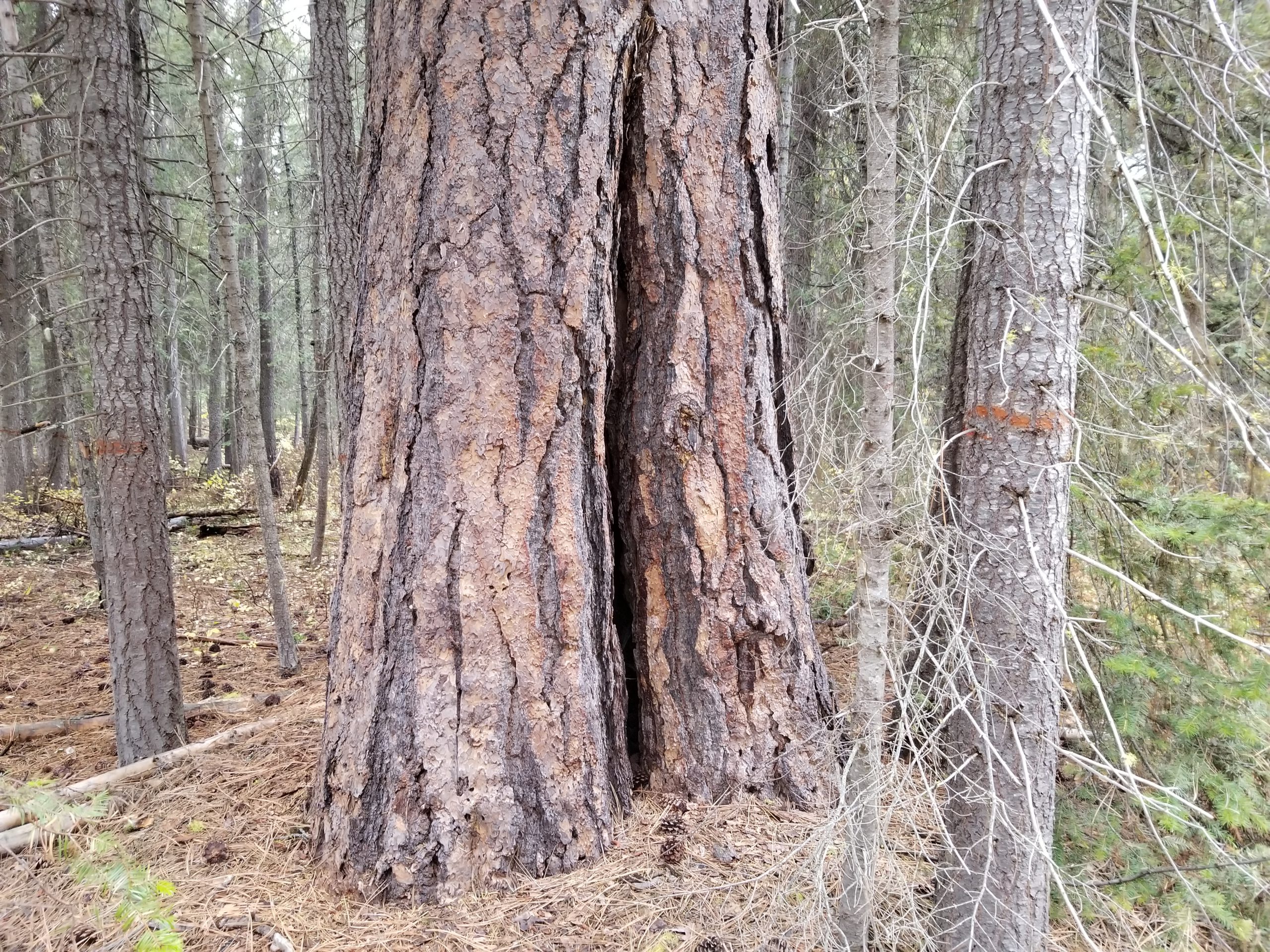 Select Grand Fir Trees Cut in Ponderosa State Park | Department of ...